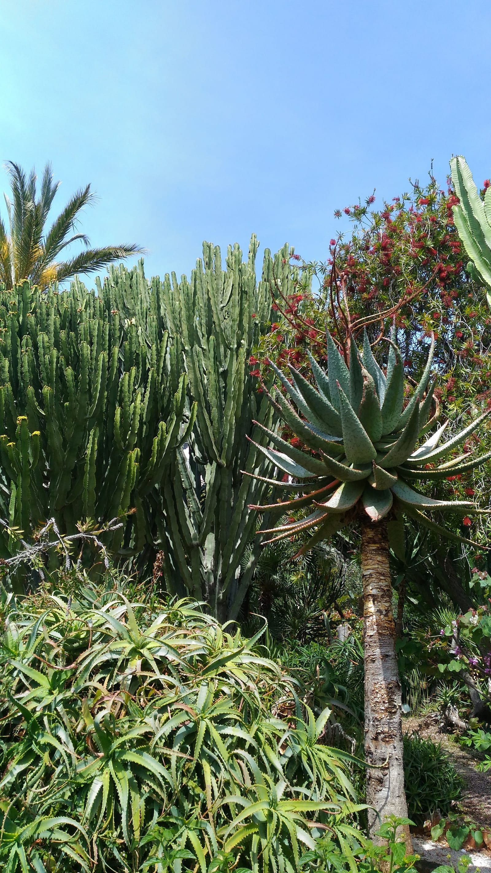 Flore locale, parcs et jardins à Nice